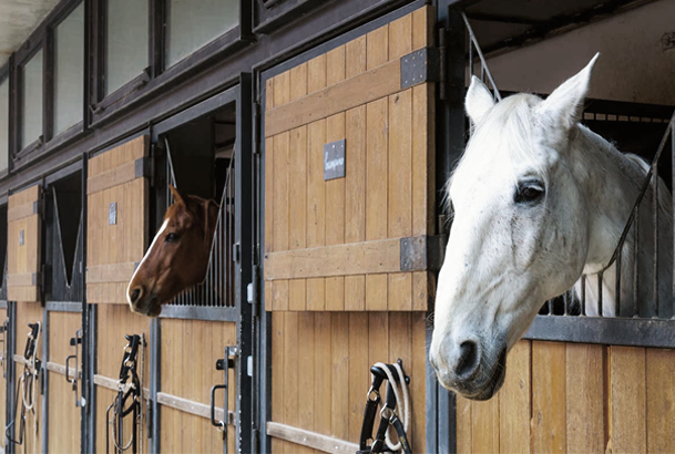 Welcome to Saad Bahwan Stables